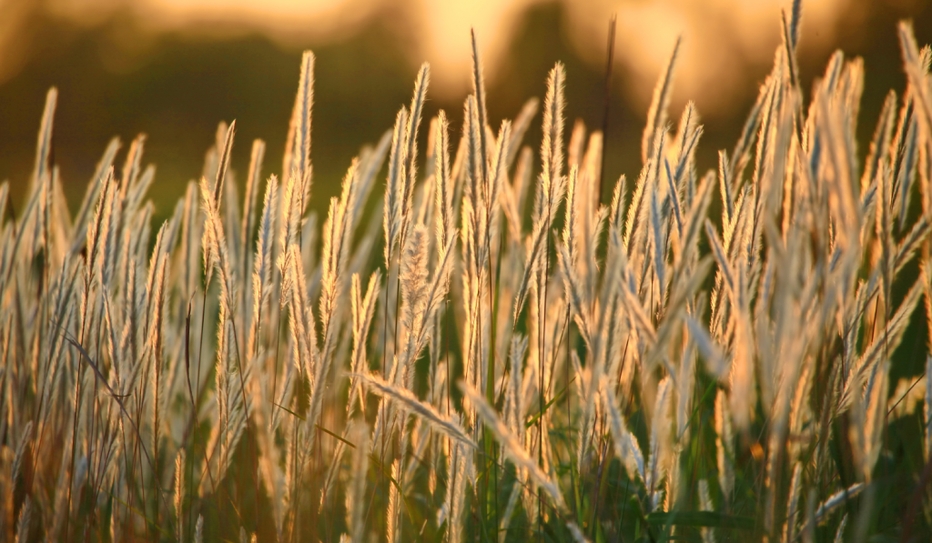 Hunting and Invasive Species | Legacy Wildlife