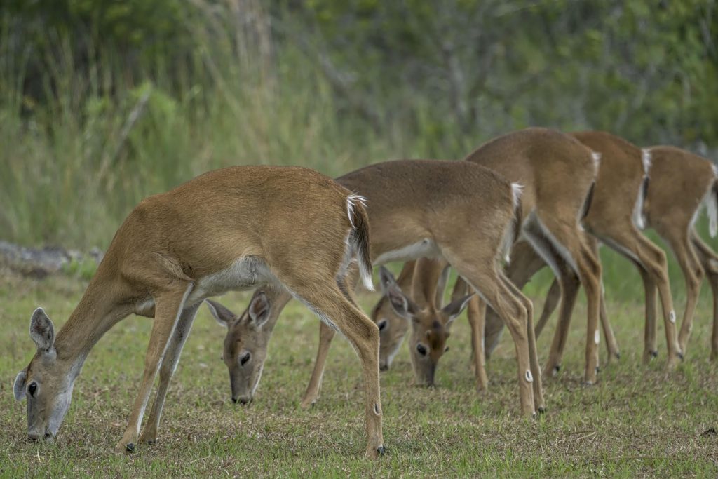 Chronic Wasting Disease (CWD) In The South | Legacy Wildlife