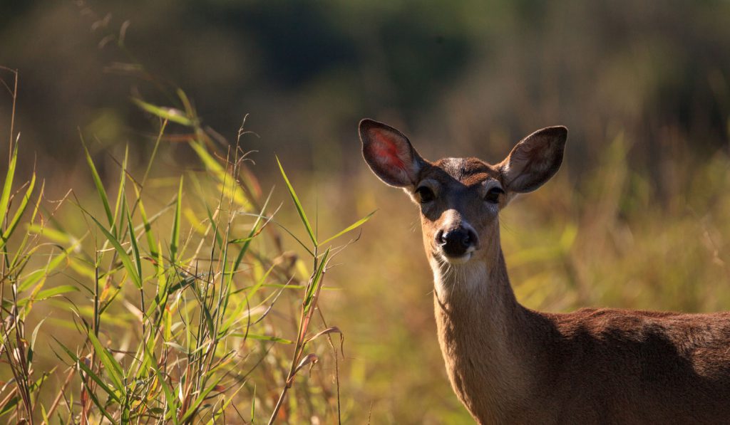 Florida hunting leases have access to the FWC Private Lands Deer ...